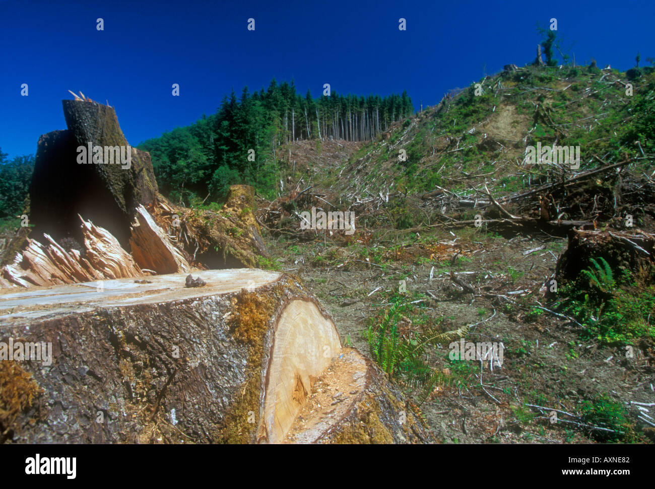 Logging on the olympic peninsula hi-res stock photography and images ...