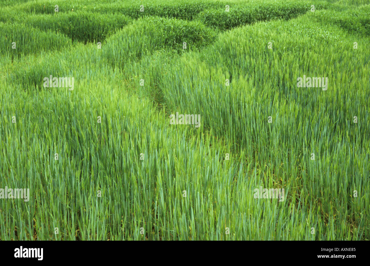 Two tramlines hi-res stock photography and images - Alamy