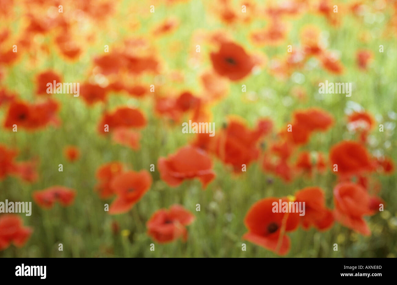 Common poppies papaver rhoeas in a cornfield hi-res stock photography ...
