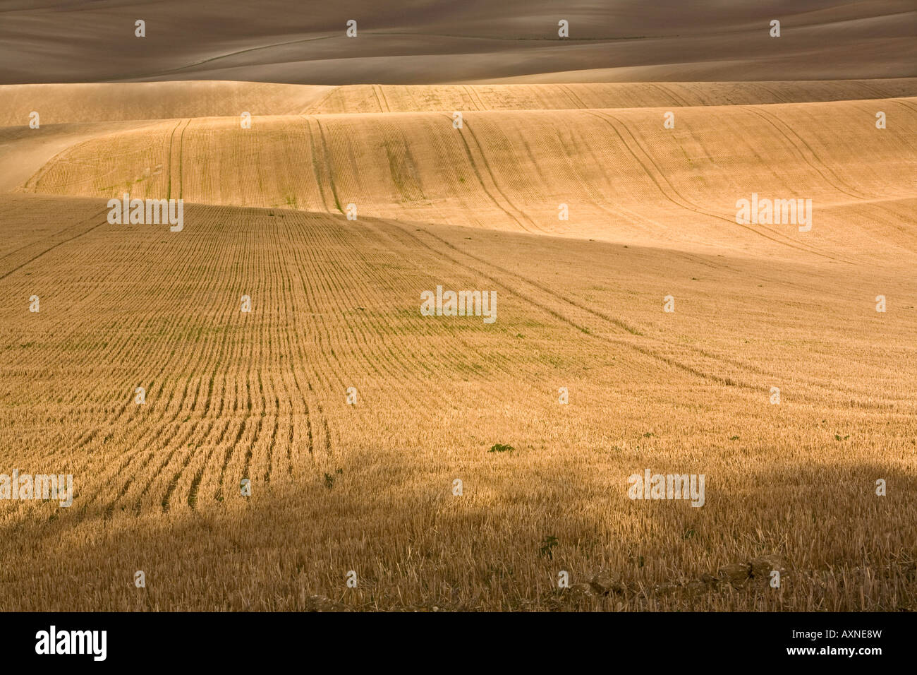 Fields of light: landscape photo of a recently harvested undulating ...