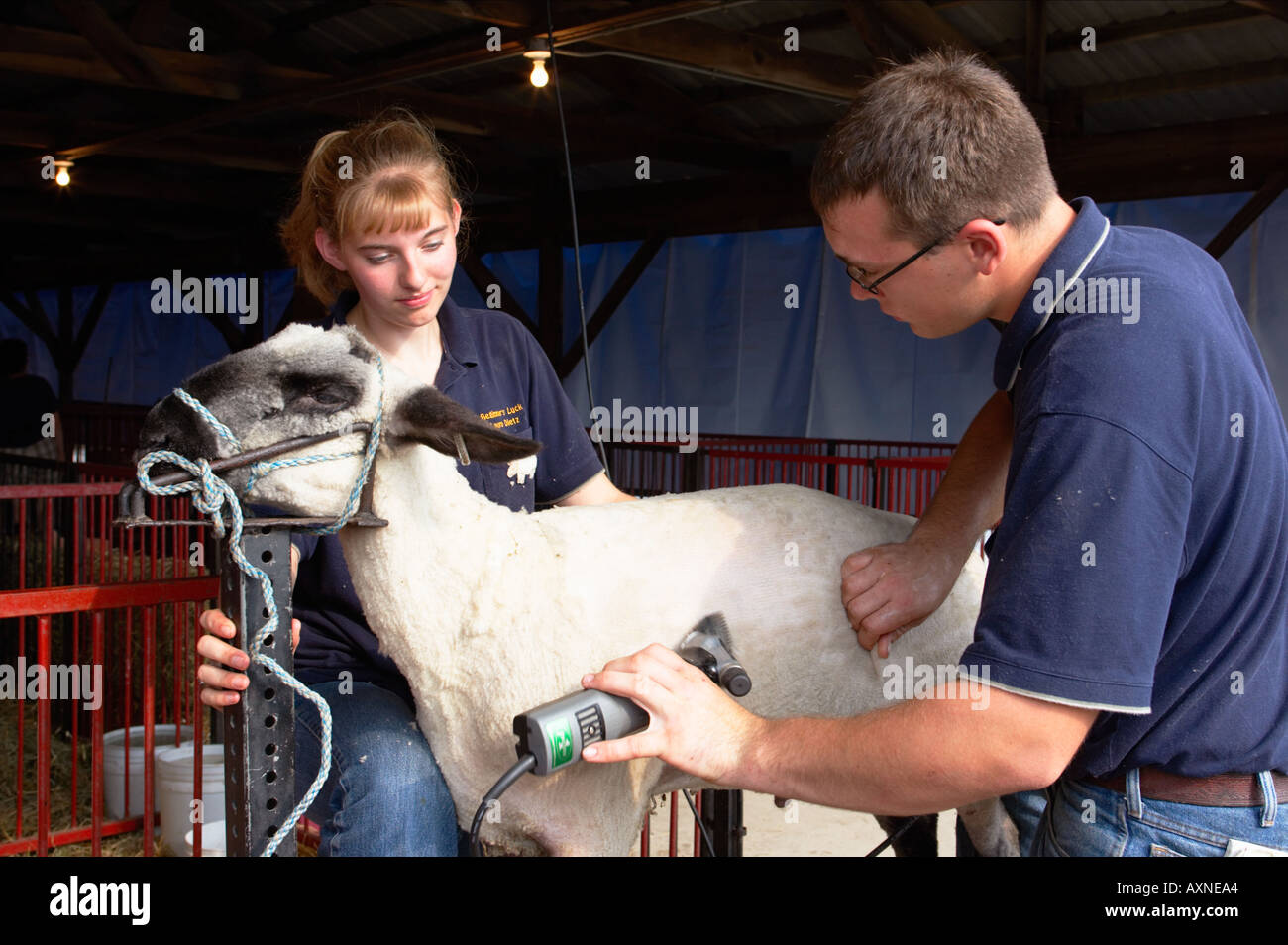 ANIMALS Grayslake Illinois Man and woman shearing sheep for show Lake ...