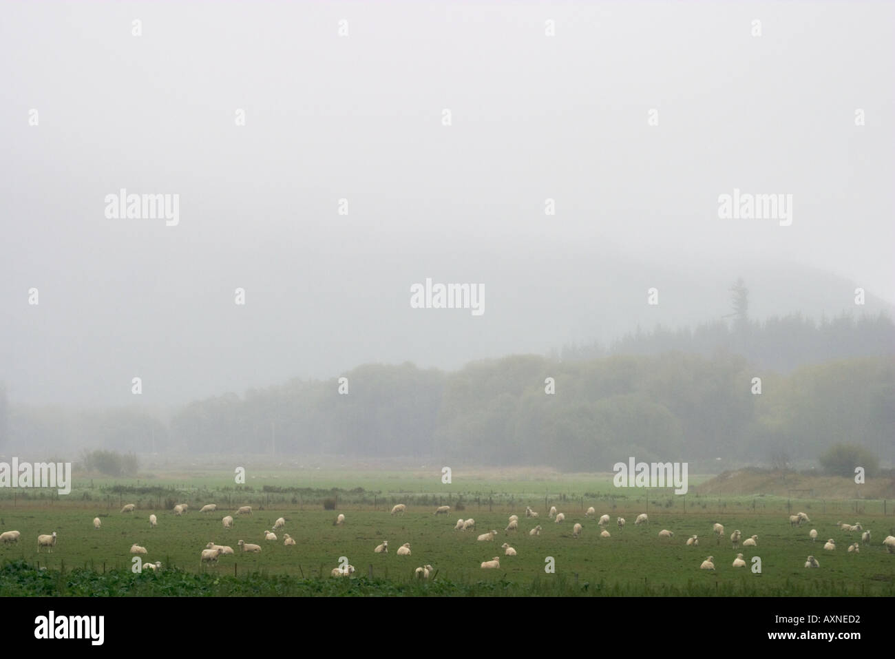 NEW ZEALAND Athol Sheep farm flock of sheep lie in pasture foggy ...