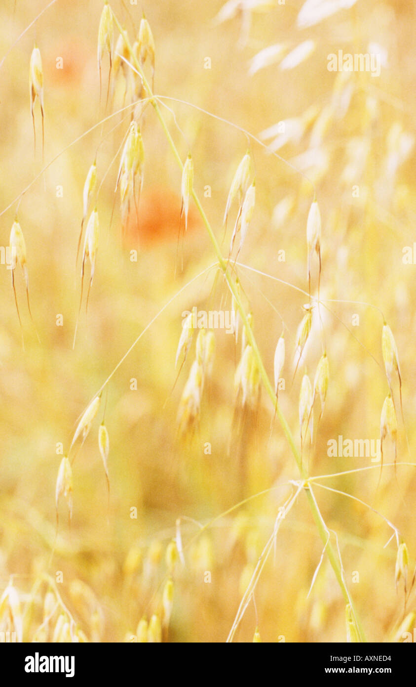 Cultivated oat common oat avena hi-res stock photography and images - Alamy