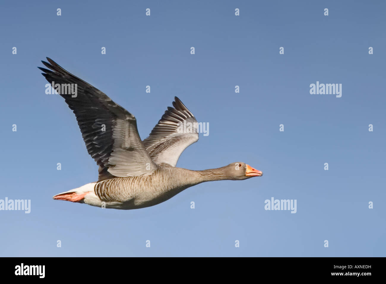 Greylag goose in flight Stock Photo - Alamy
