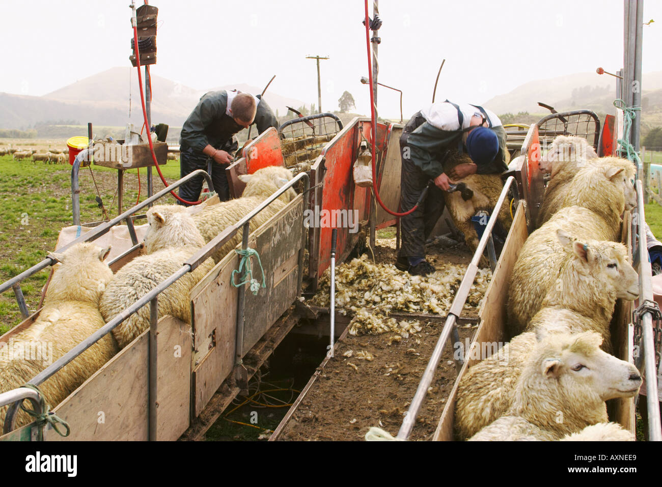 Crutching hi-res stock photography and images - Alamy