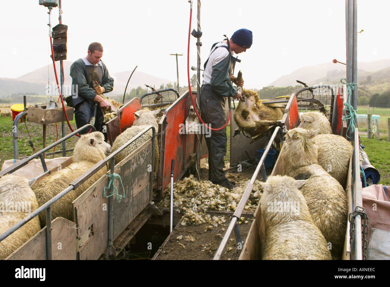 Trimming sheep hi-res stock photography and images - Alamy