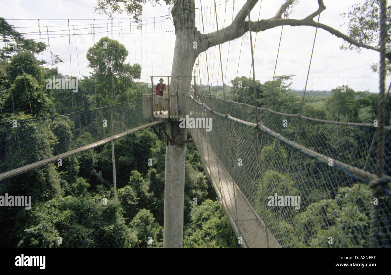 Kakum national park Aerial walkway in treetop canopy Person on platform ...