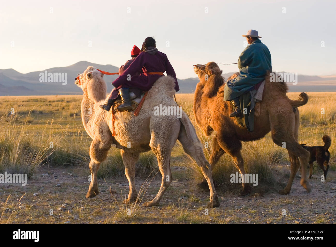 A family on their way to school by camel. Horses and camels are the ...