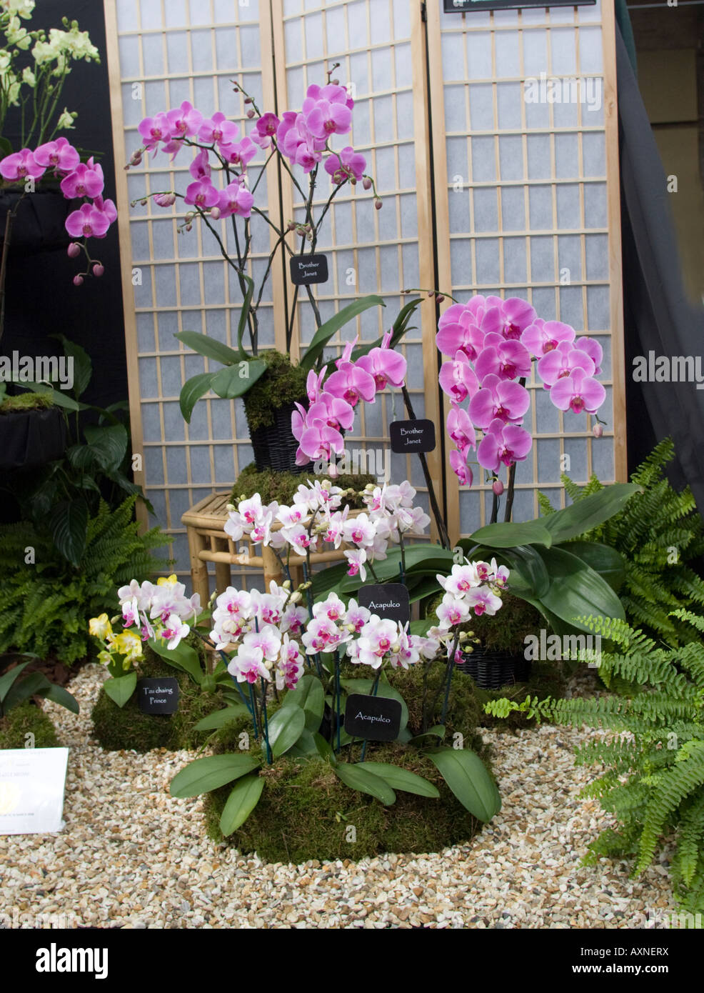 Orchid Display at RHS Orchid Show 2008 Stock Photo - Alamy