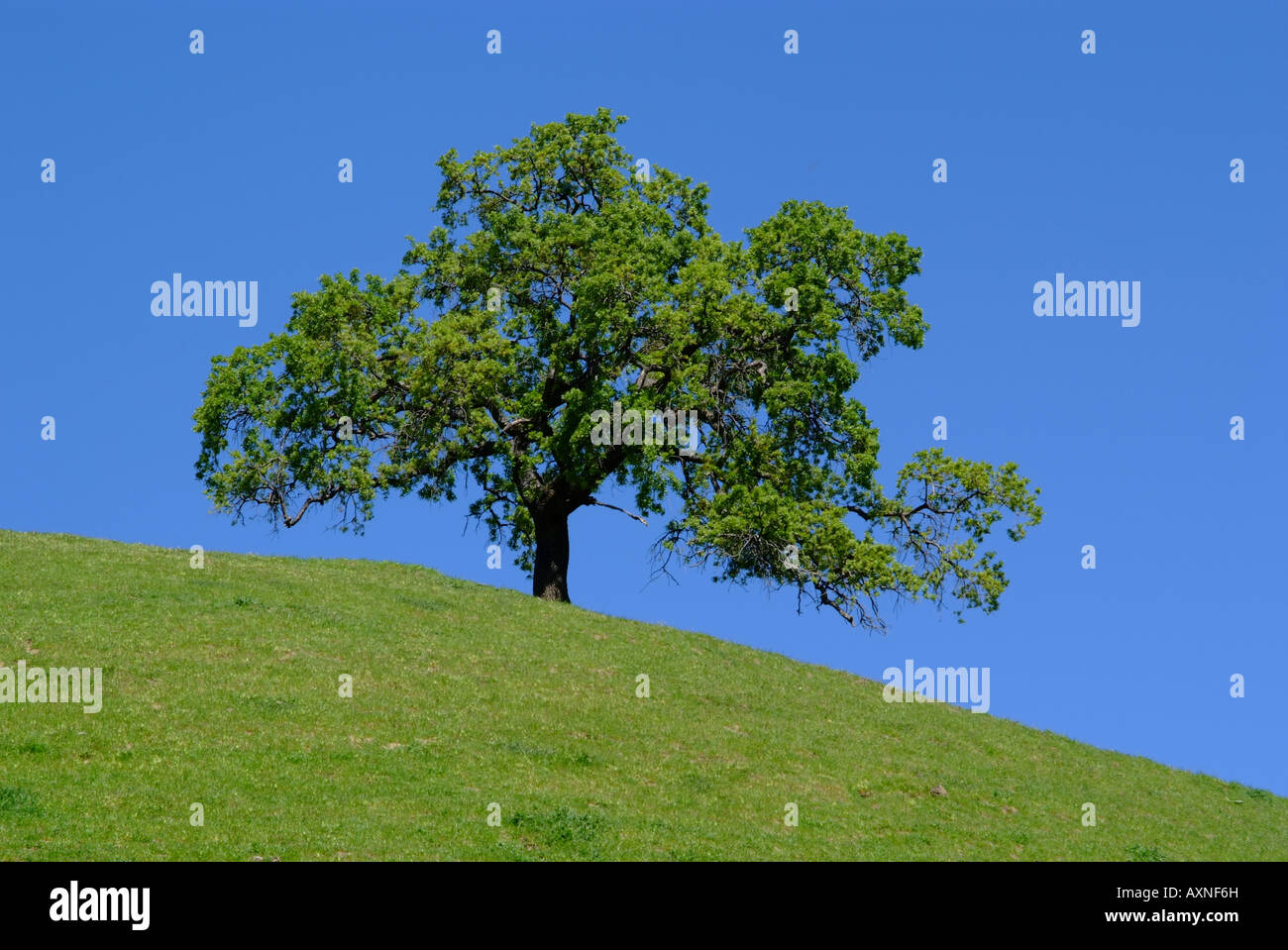 Lone tree standing on a hill Stock Photo - Alamy
