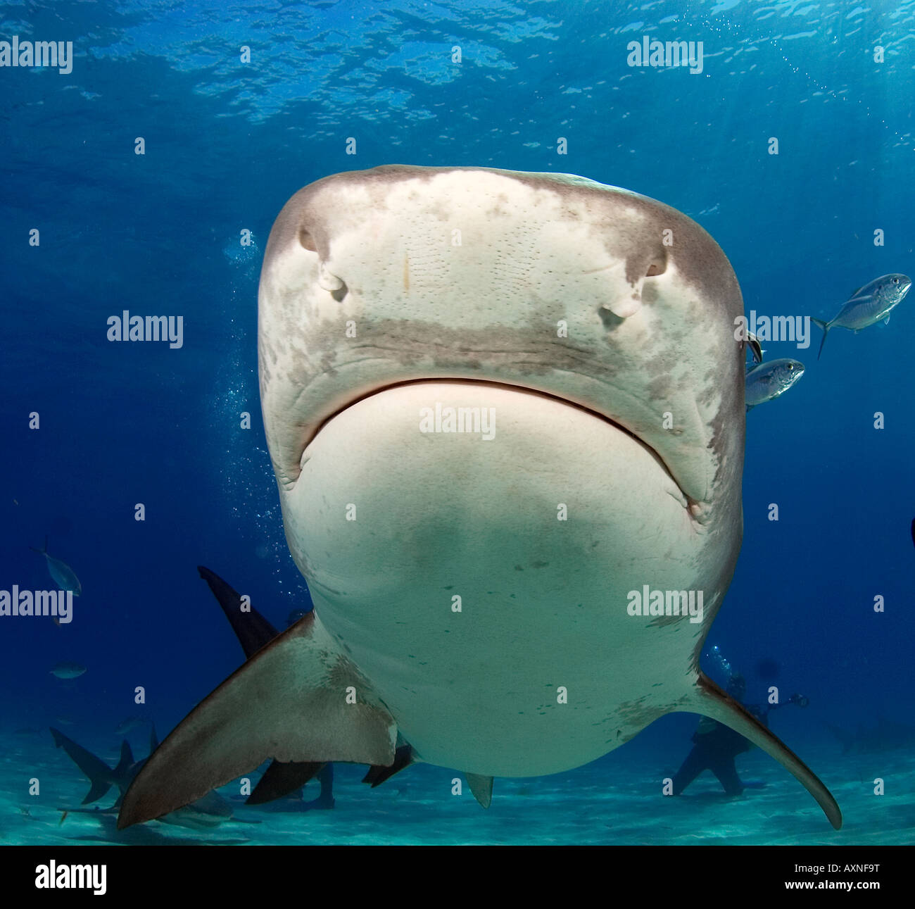 Great White Shark Nose