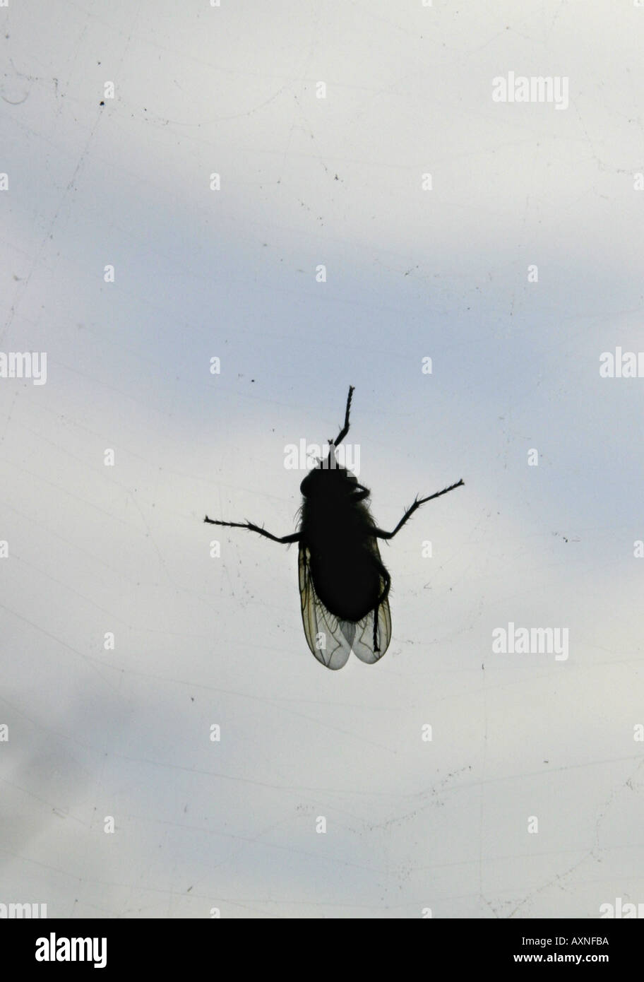 Fly on window Stock Photo - Alamy