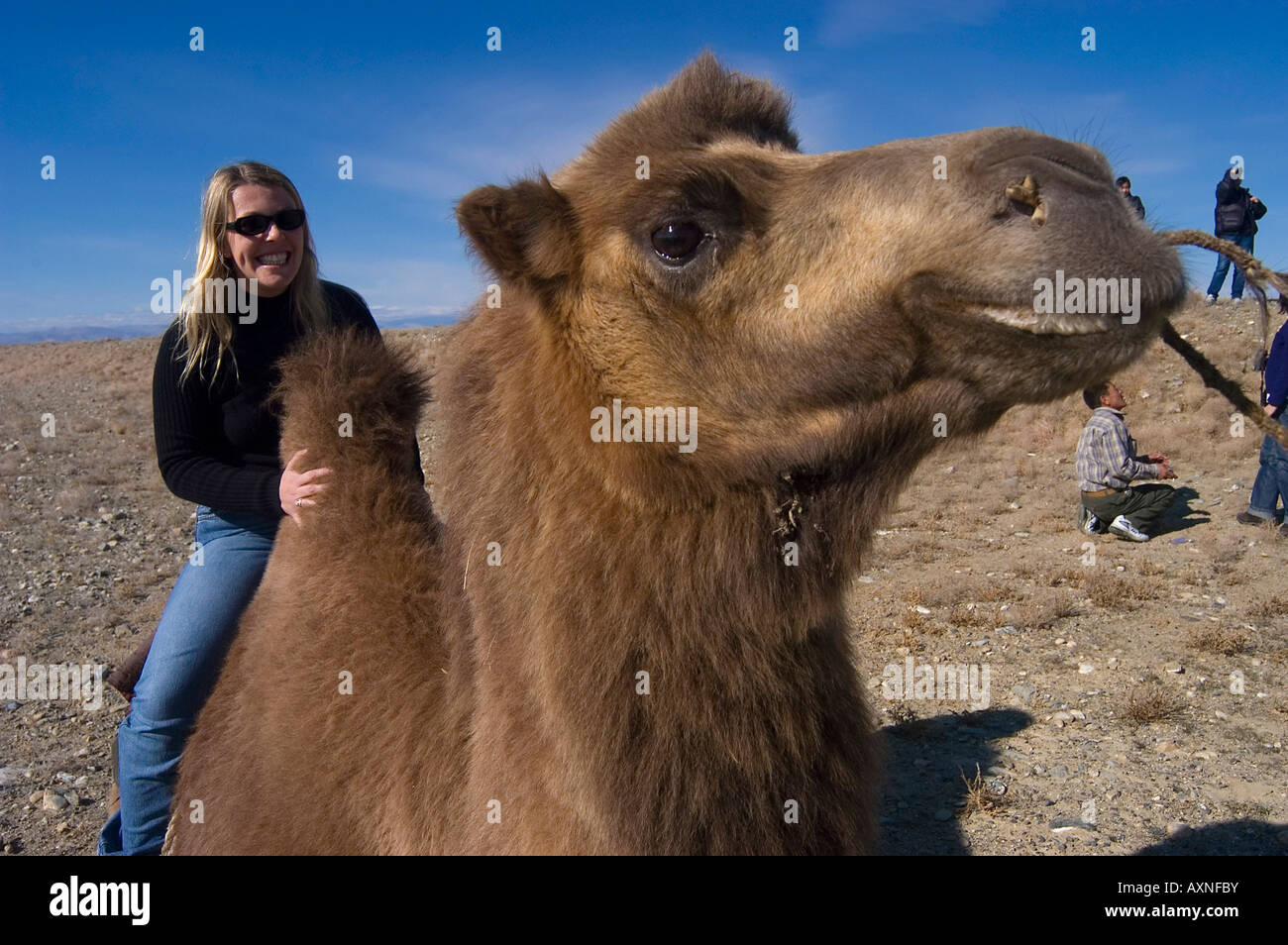 A female western tourist having fun riding a camel Khovd, Mongolia ...