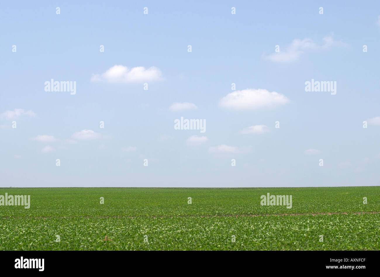 FARMING Arthur Illinois Soybean field stretch to horizon mid summer ...