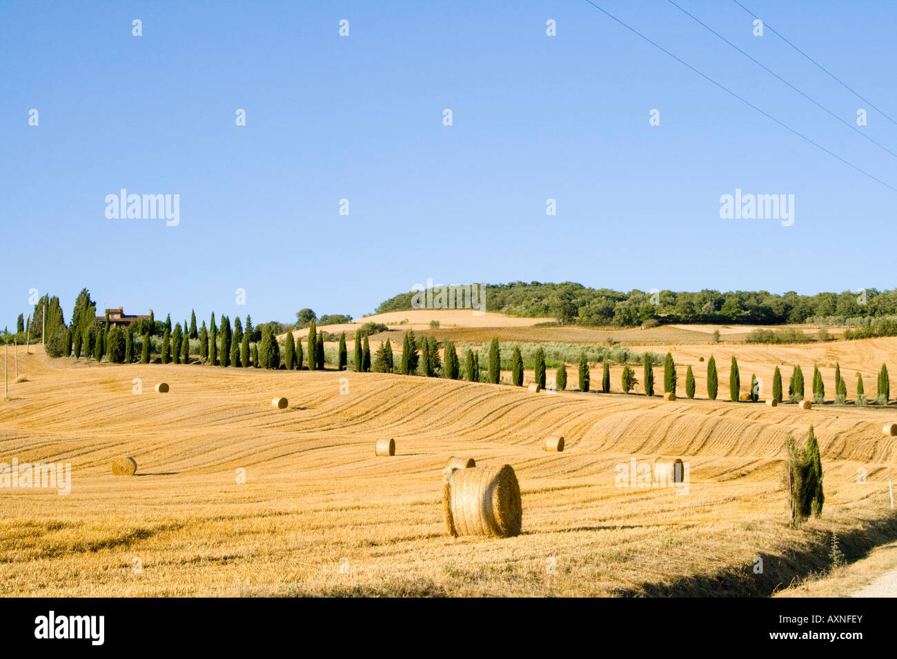 Harvested wheat fields Tuscany Italy Stock Photo - Alamy