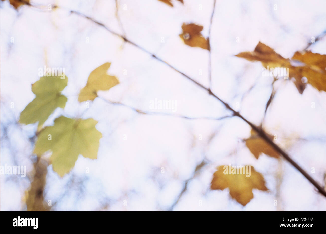 Plane tree with maple leaves hi-res stock photography and images - Alamy