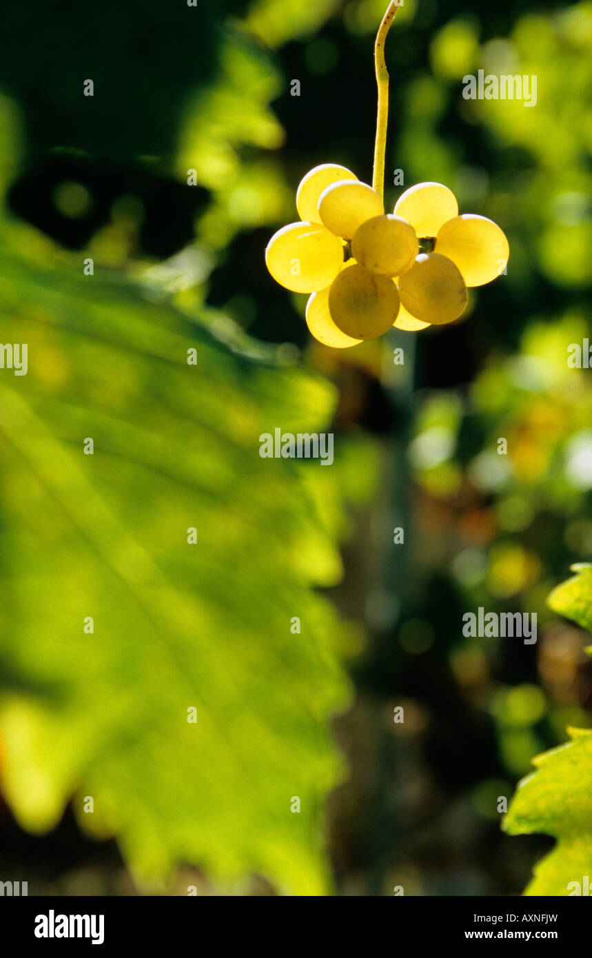 Tiny grapes hi-res stock photography and images - Alamy