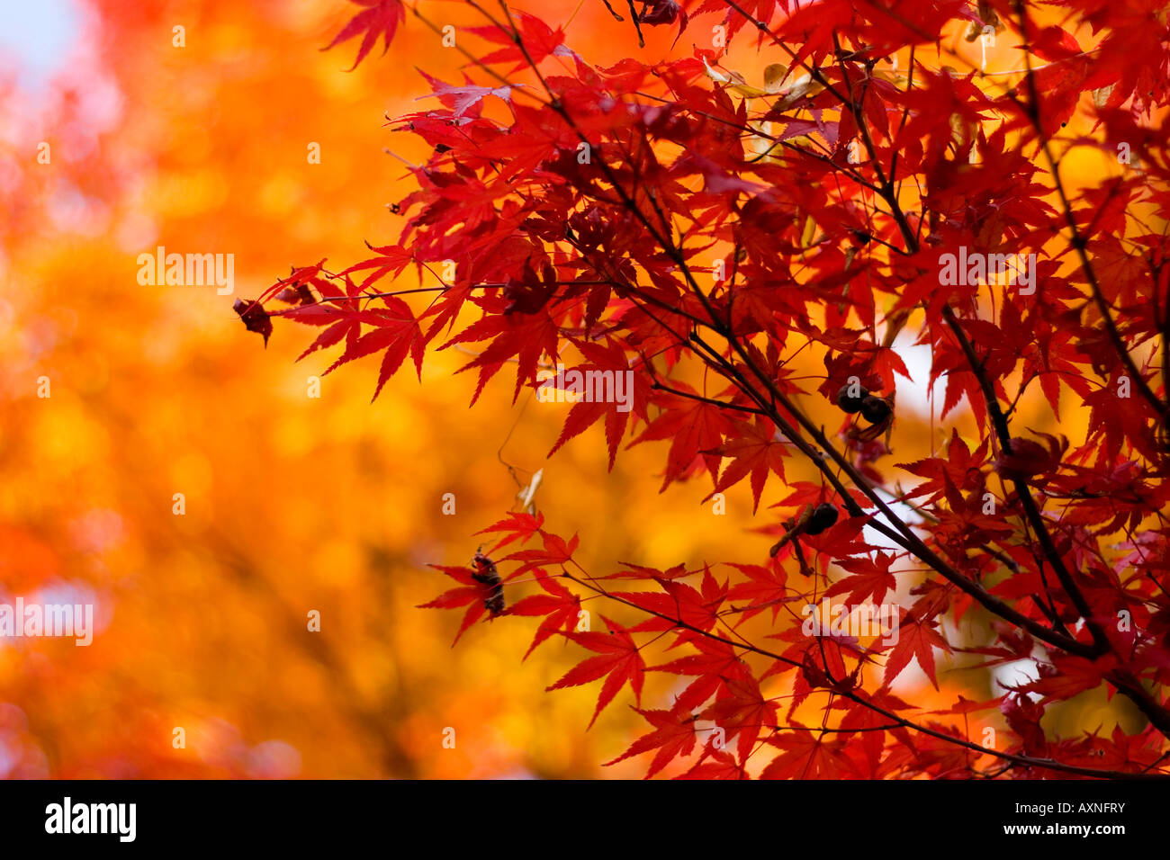 Maple leaves turning red in fall Stock Photo - Alamy