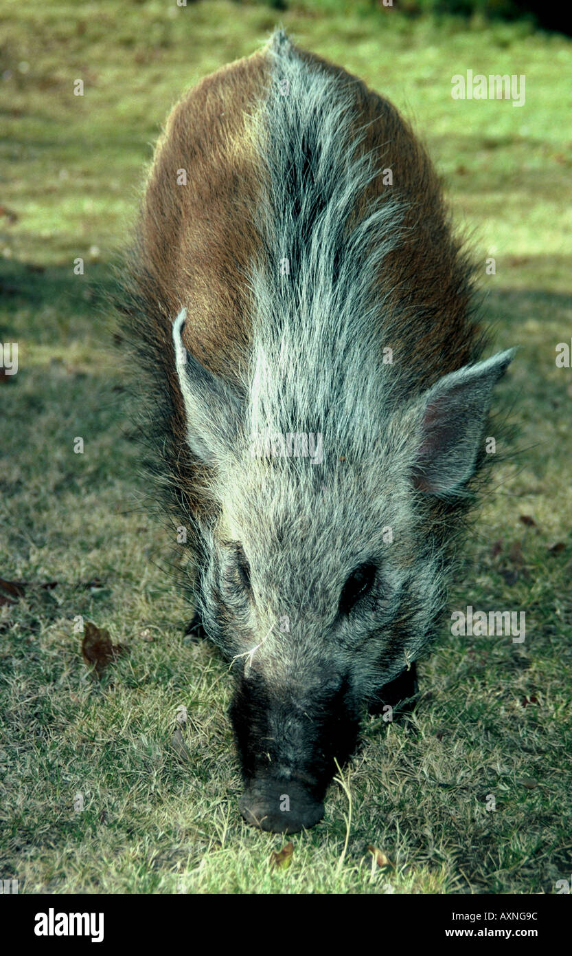 Tushes hi-res stock photography and images - Alamy