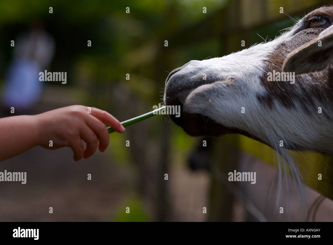 connection, feeding, hand, giving, eating, animal, taking, offering ...