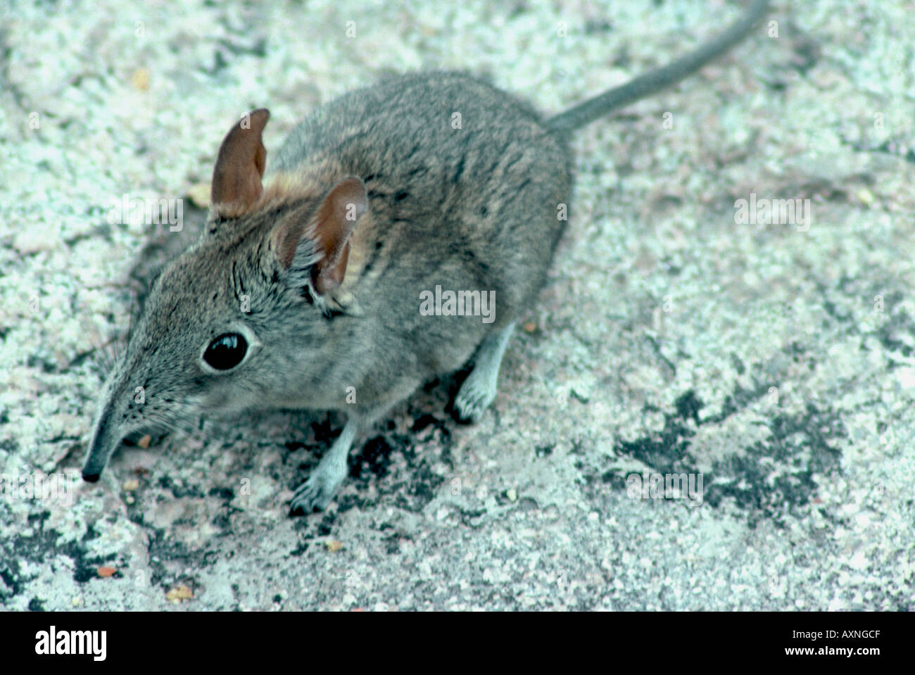 Elephant Shrew, Elephantulus myurus Stock Photo - Alamy