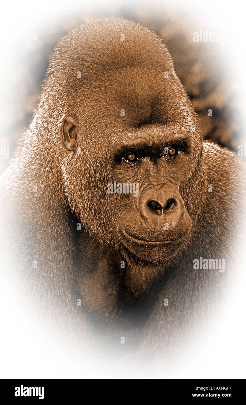 Portrait, Gorilla gorilla gorilla Stock Photo - Alamy