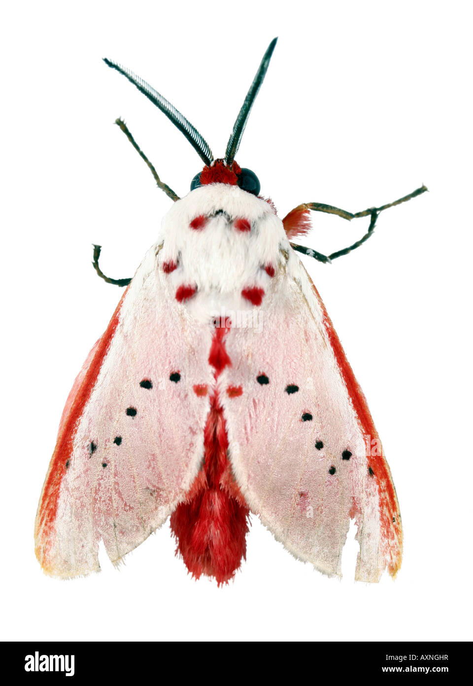Tropical moth hi-res stock photography and images - Alamy