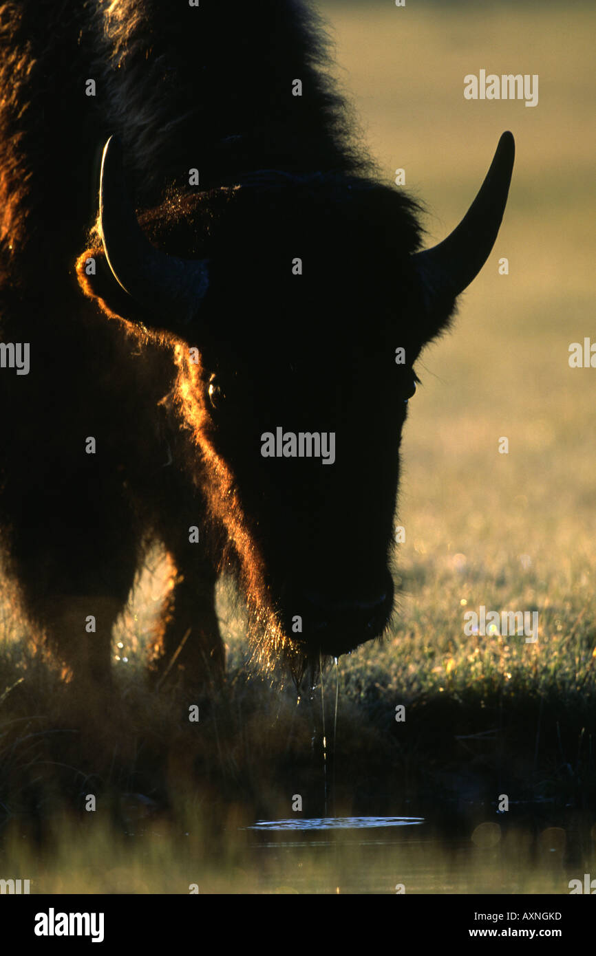 Bison backlit drinking Stock Photo - Alamy