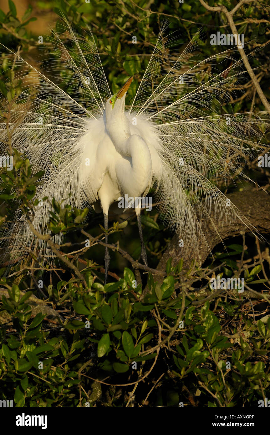 Breeding colors of egrets hi-res stock photography and images - Alamy