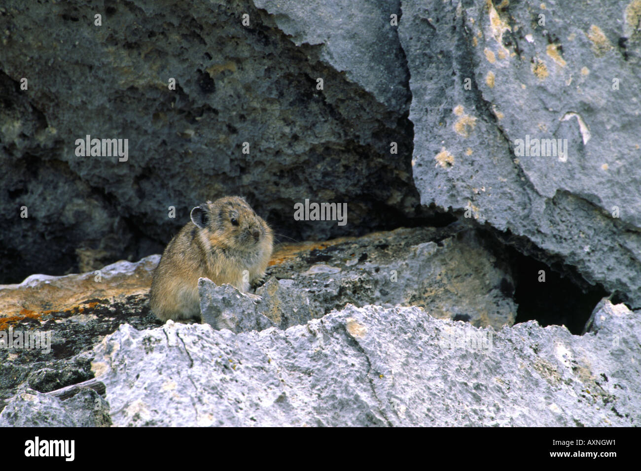 Coney rabbit hi-res stock photography and images - Alamy