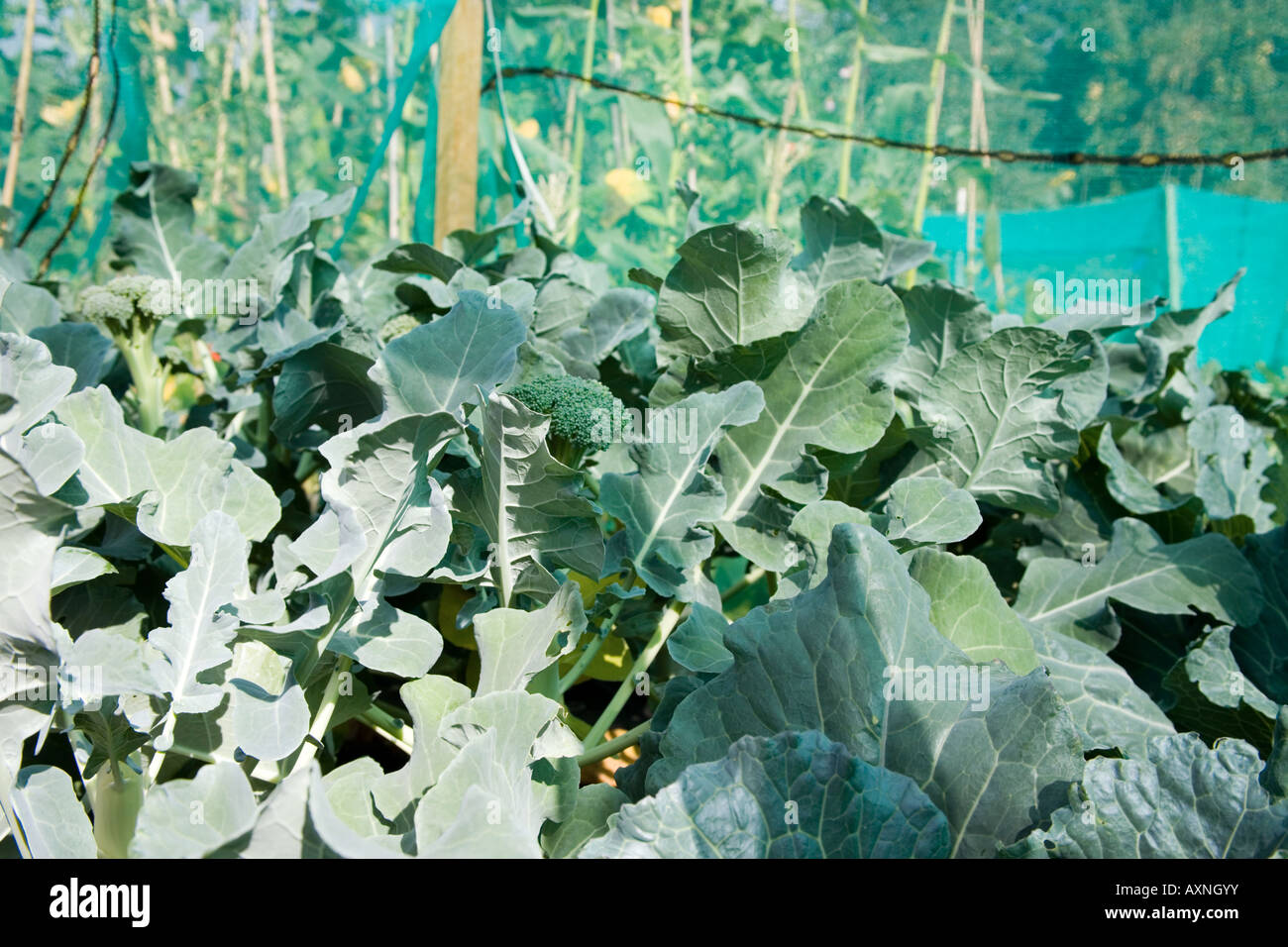 Calabrese hi-res stock photography and images - Alamy