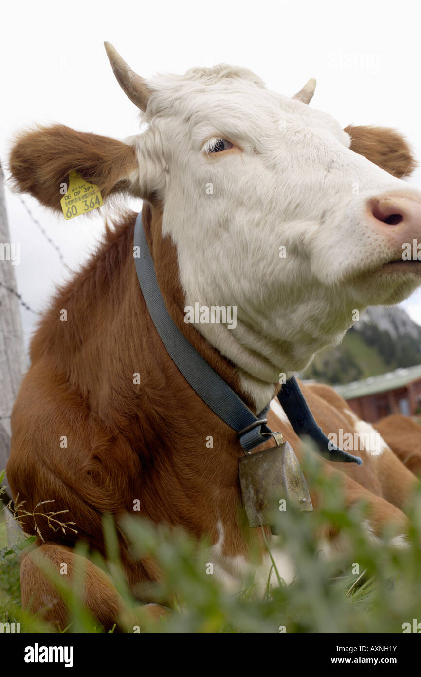 Ear marked cow hi-res stock photography and images - Alamy