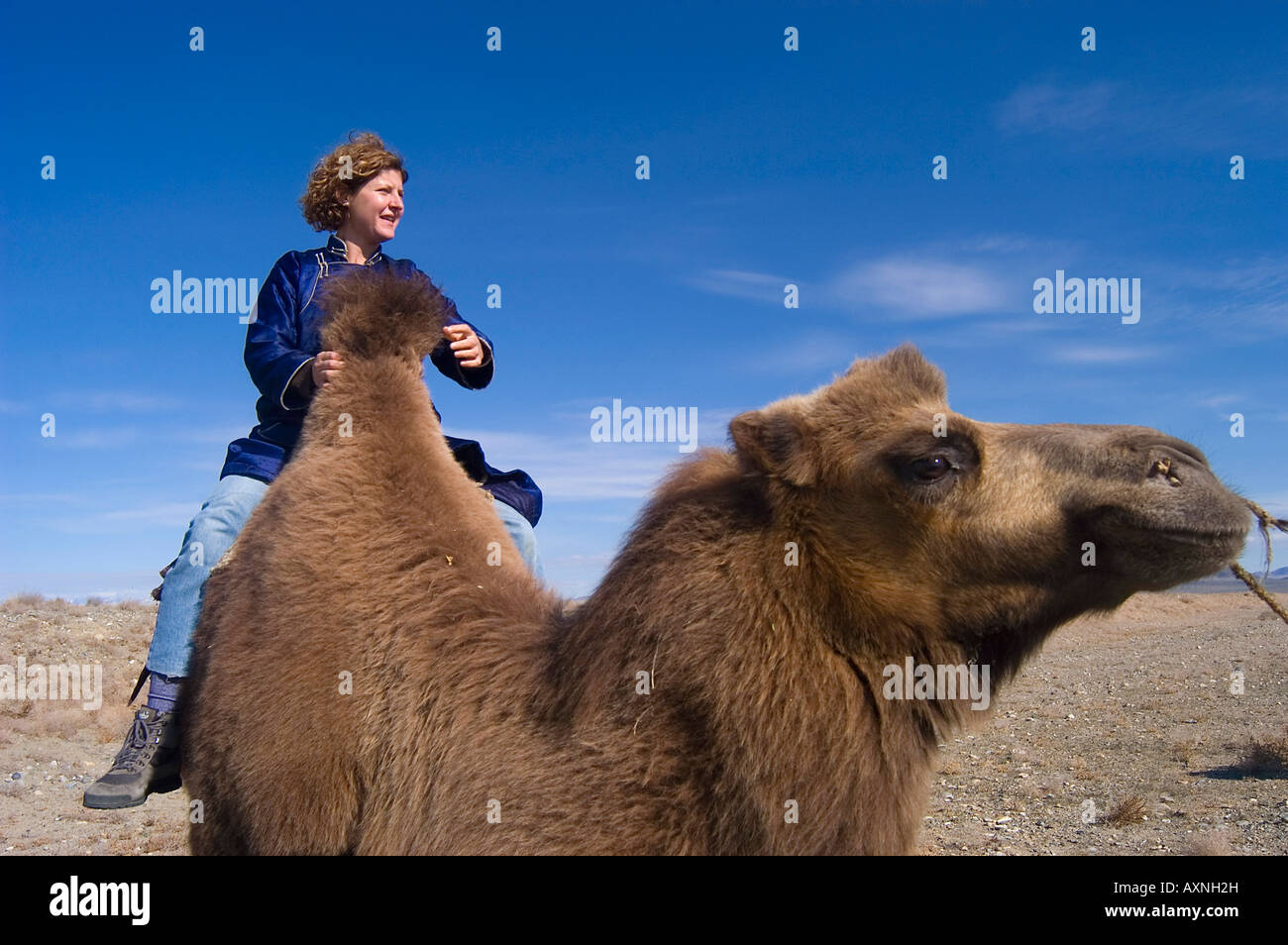A female western tourist having fun riding a camel Khovd, Mongolia ...