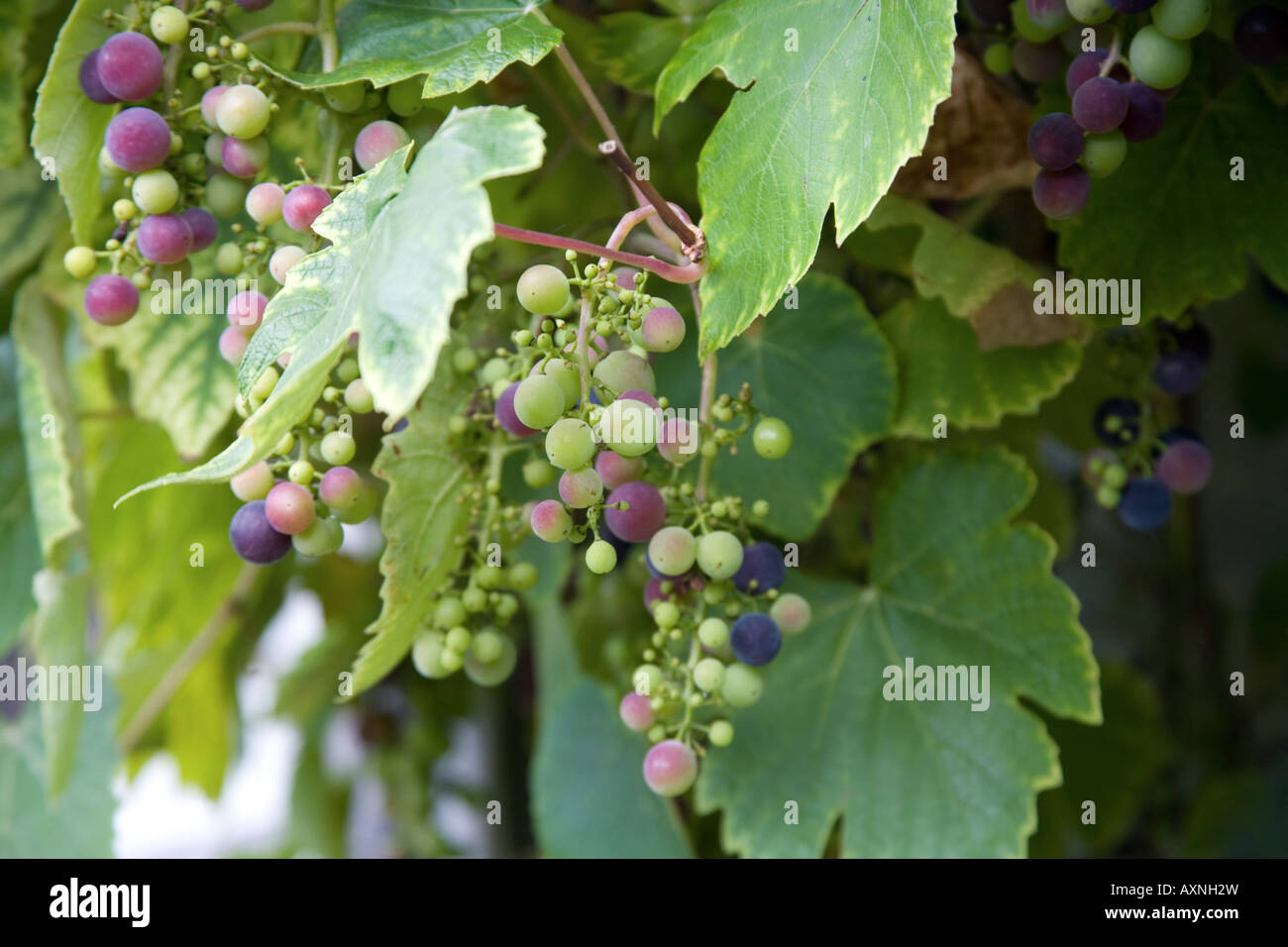 Grapes on vine Stock Photo - Alamy