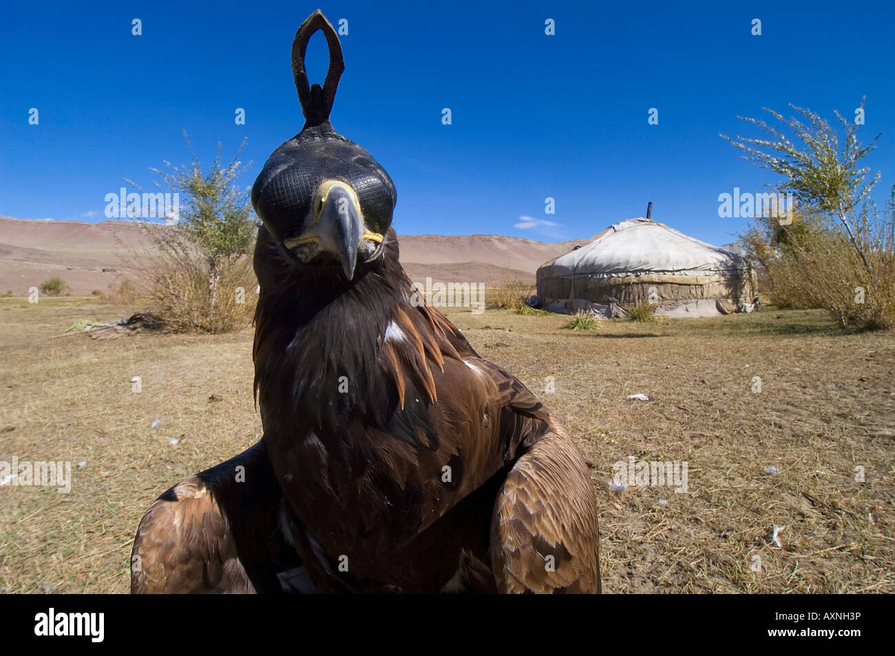 A hooded golden eagle sits outside its owners gher before the Eagle ...