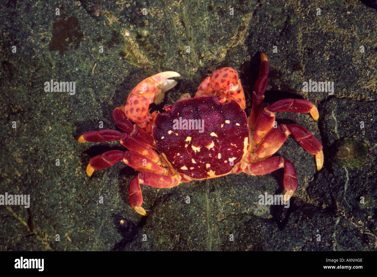 Red Rock Crab in rock pool viewed from above Stock Photo - Alamy