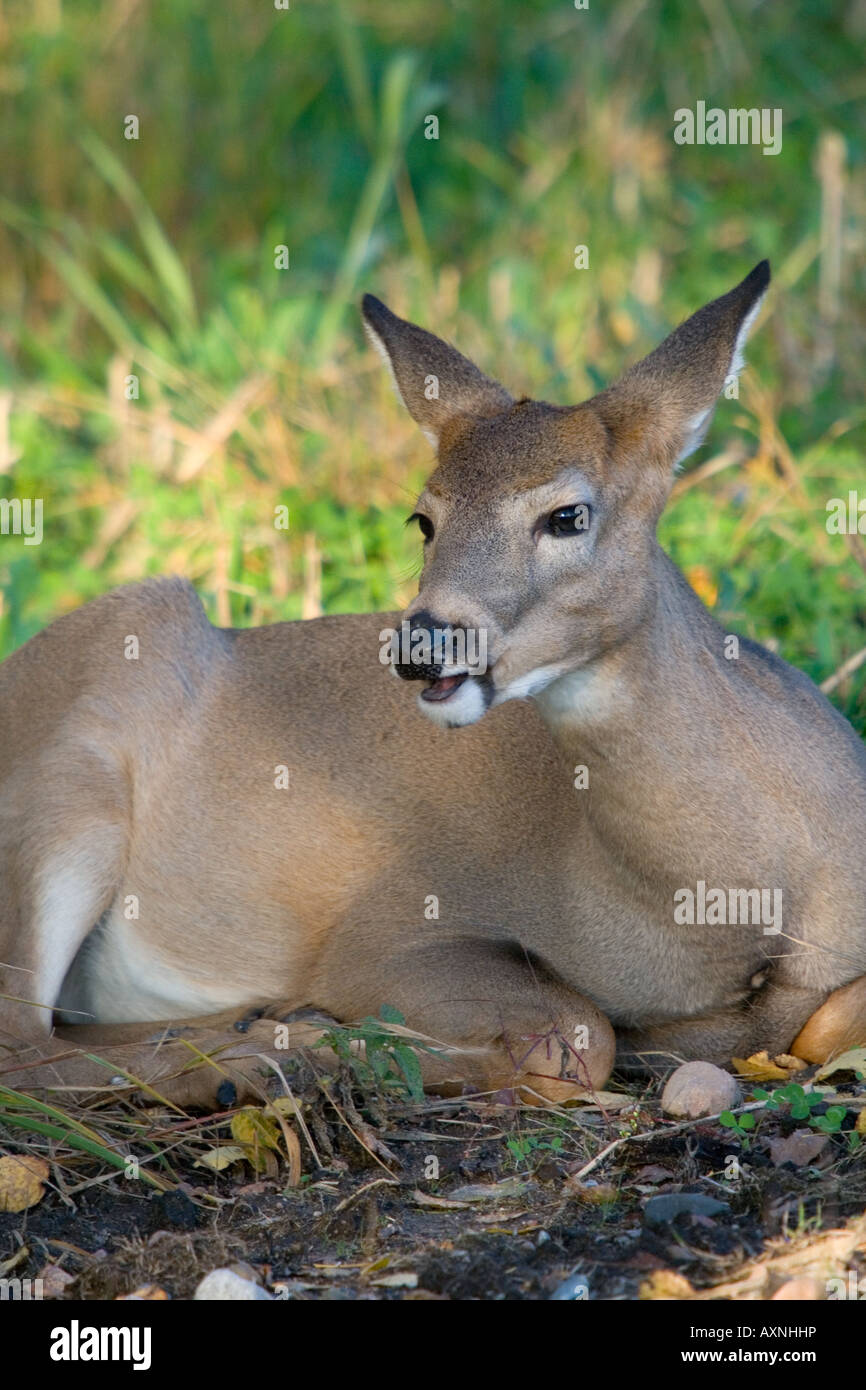 White-tailed deer (Odocoileus virginianus) bedded Stock Photo - Alamy
