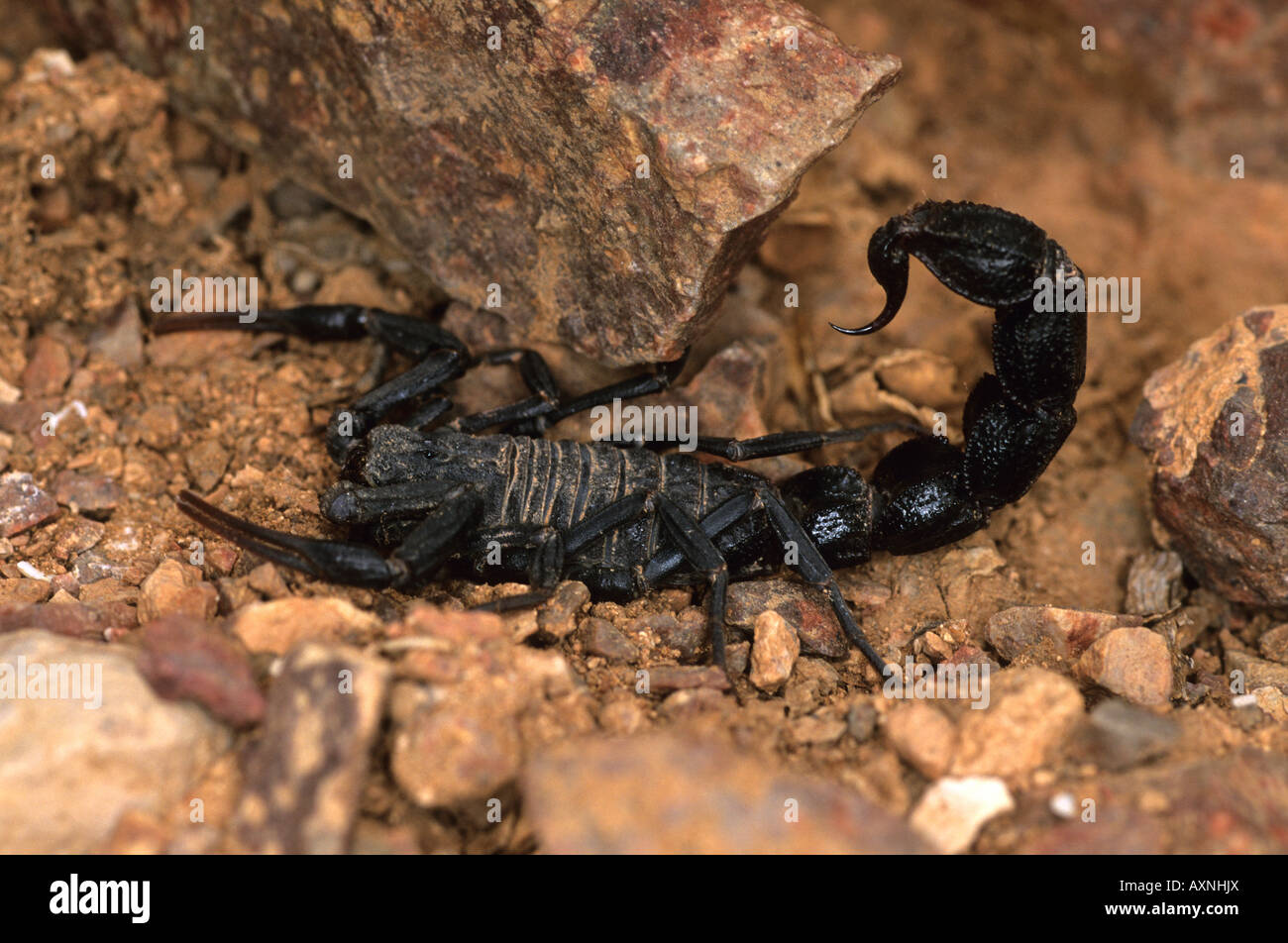 Scorpion Androctonus mauritanicus Morocco Stock Photo - Alamy