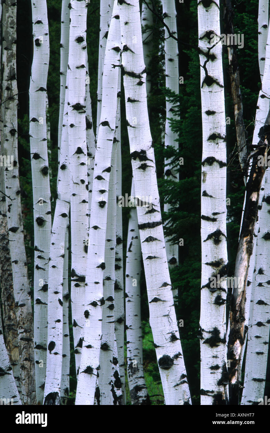 Quivering hi-res stock photography and images - Alamy