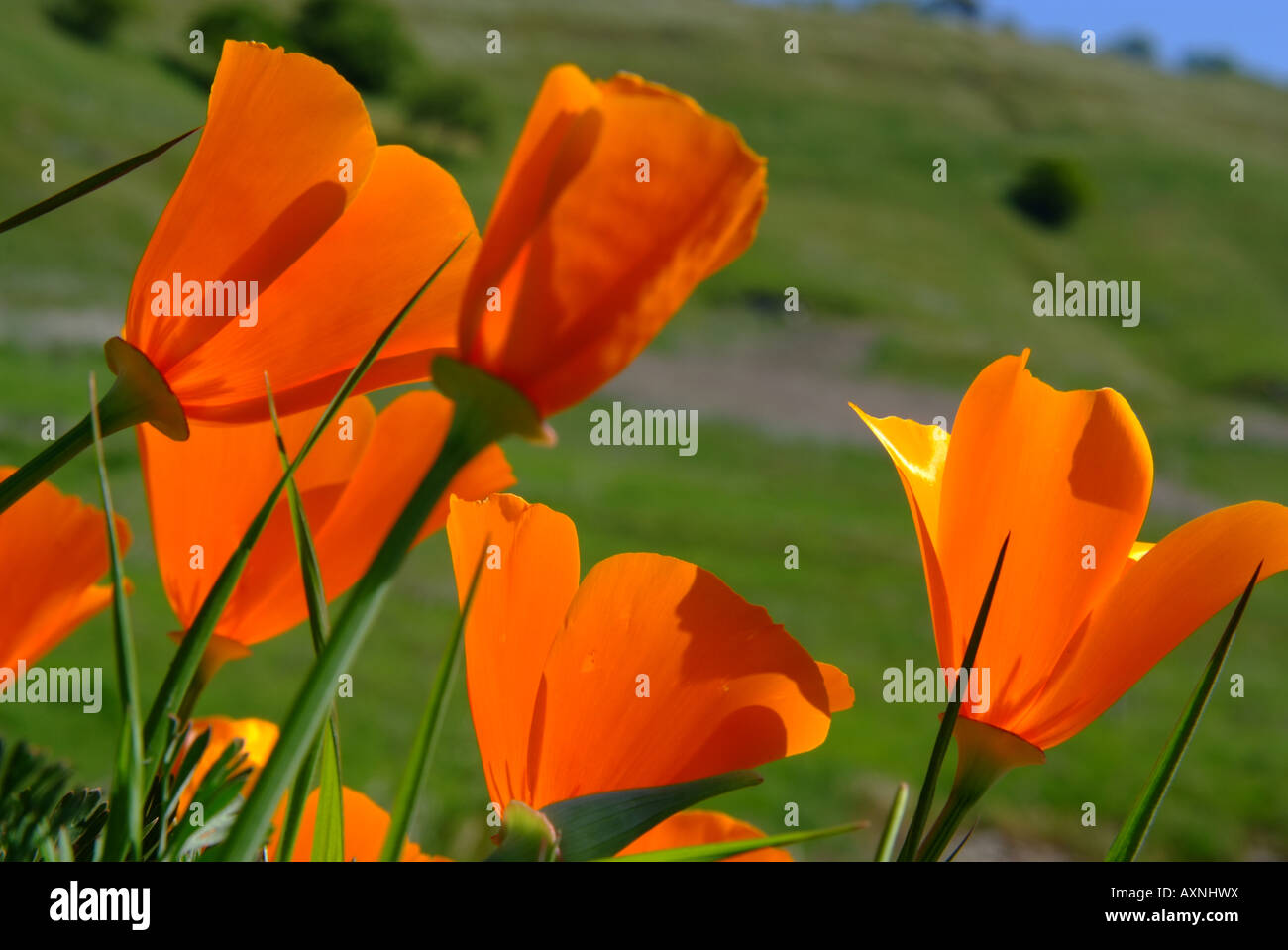 Close up california poppies hi-res stock photography and images - Alamy