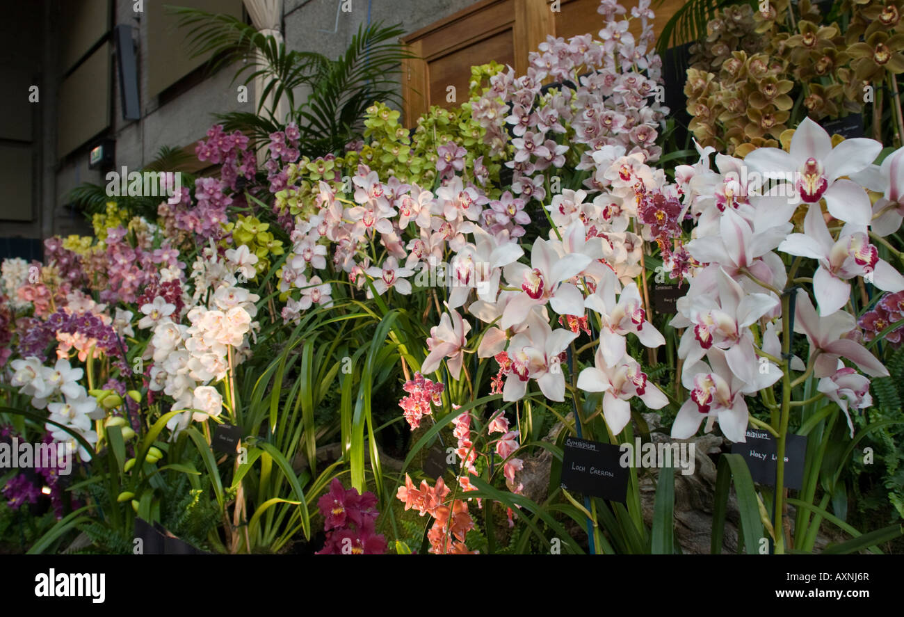 Orchid Display at RHS Orchid Show 2008 Stock Photo - Alamy