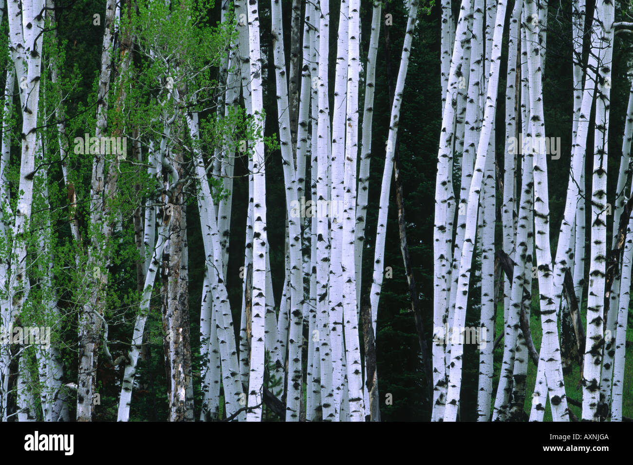 Quivering hi-res stock photography and images - Alamy