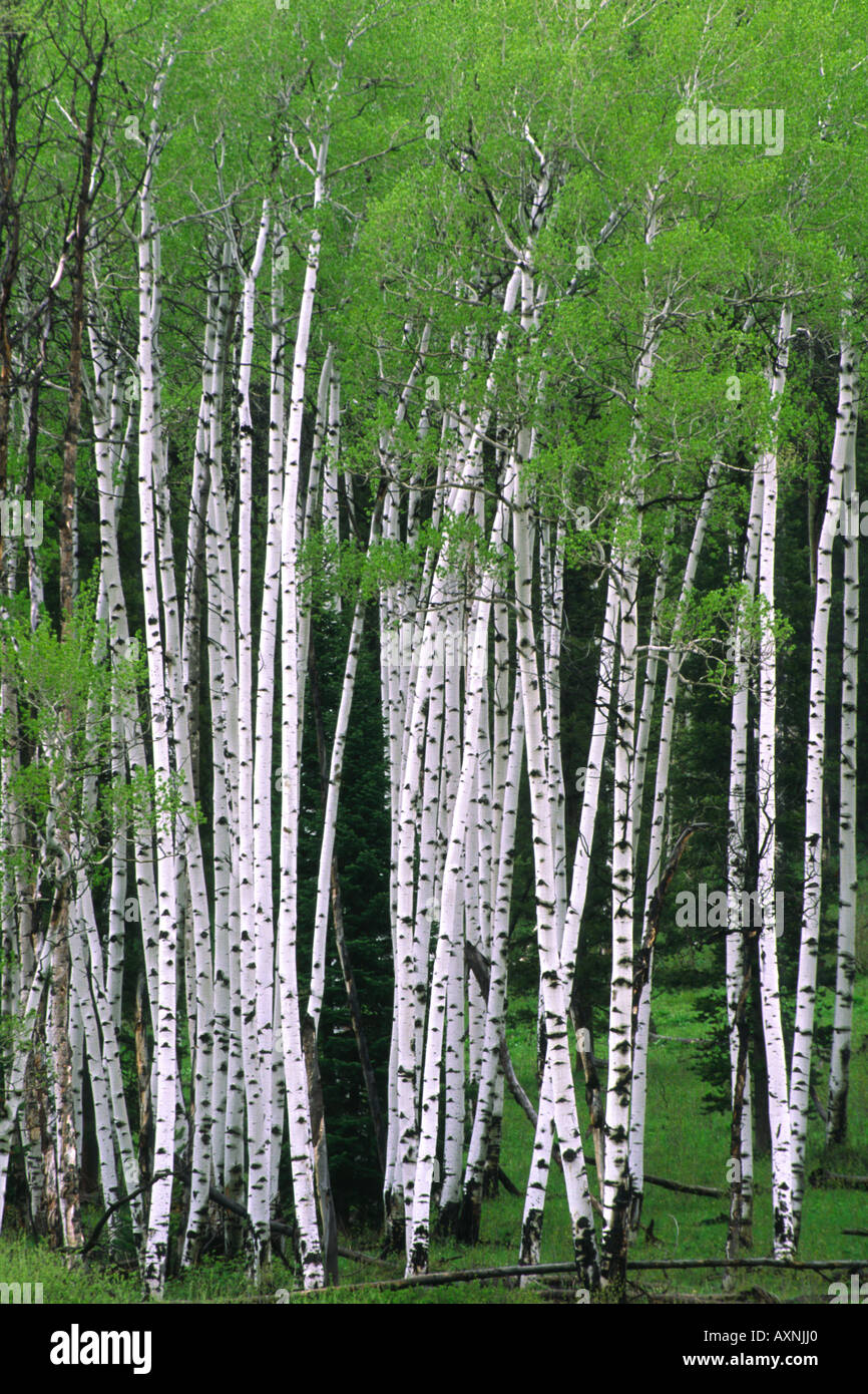 Quivering foliage hi-res stock photography and images - Alamy