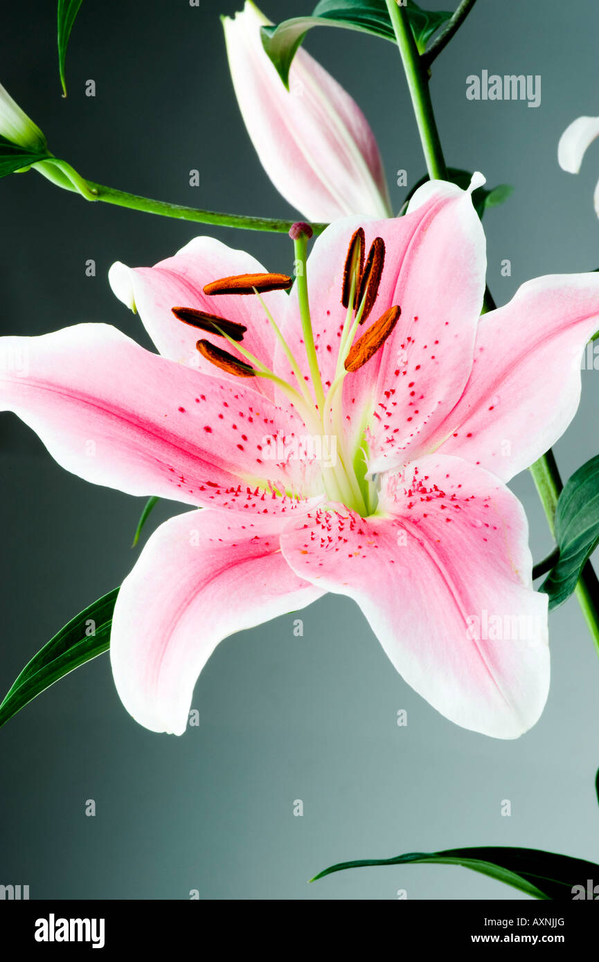single pink lily beauty pretty peace tranquility calm memories sympathy ...