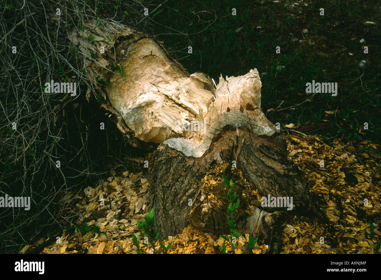 Tree felled by beaver showing chippings and gnawing technique Stock ...