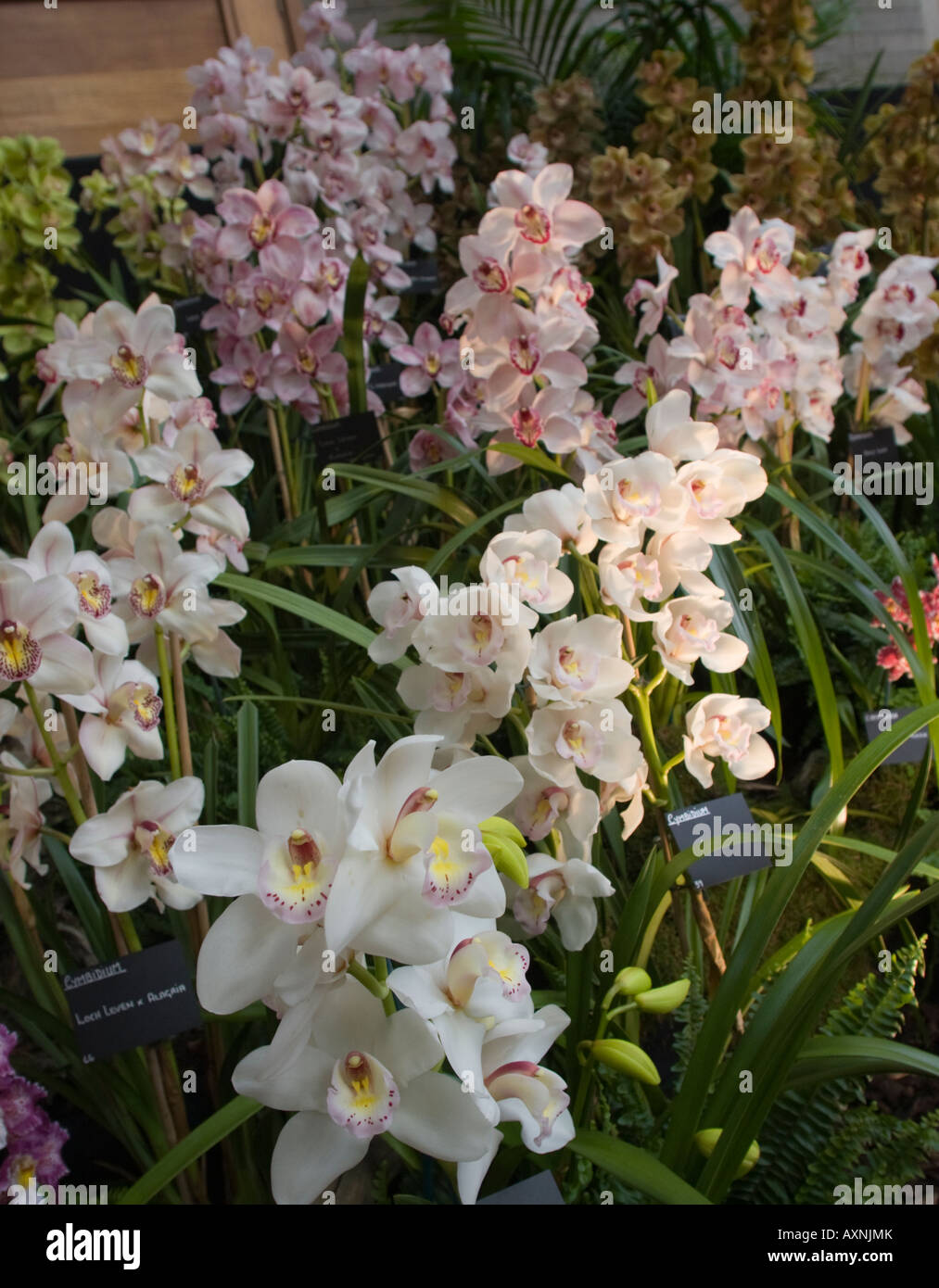 Orchid Display at RHS Orchid Show 2008 Stock Photo - Alamy