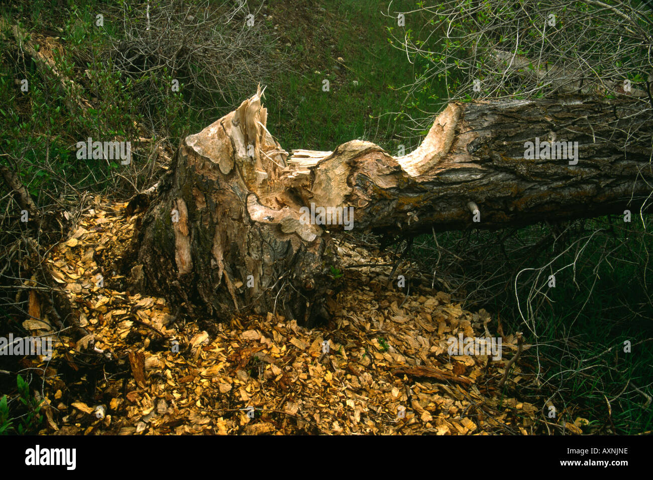 Tree felled by beaver showing chippings and gnawing technique Stock ...
