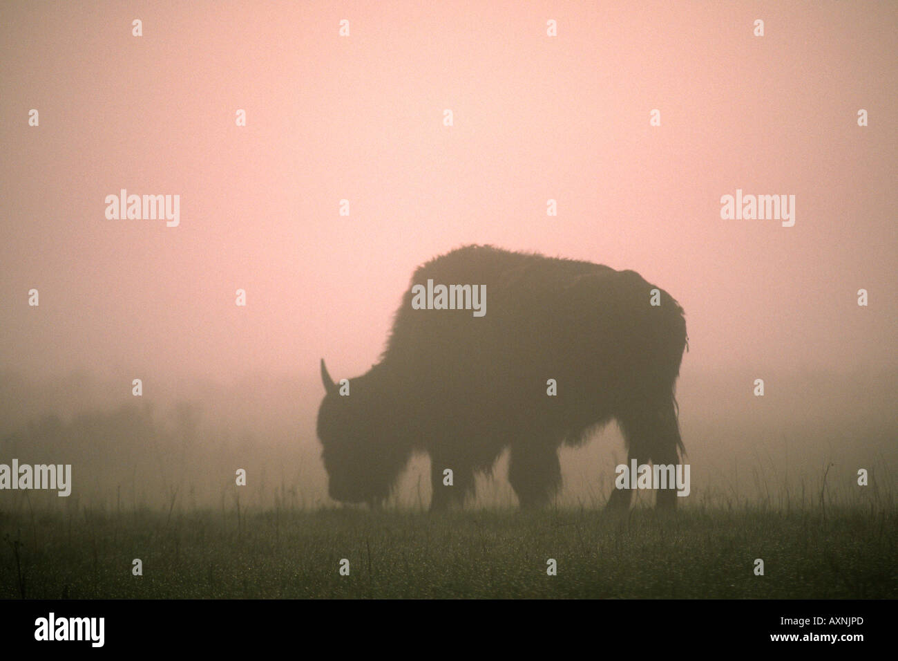 Single bison silhouette hi-res stock photography and images - Alamy