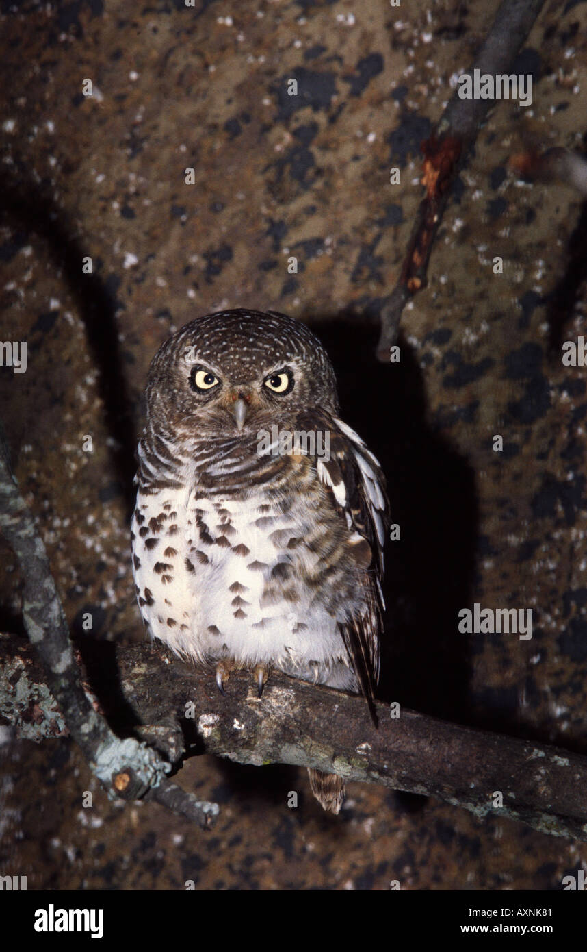 African Barred Owlet, Glaucidium capense Stock Photo - Alamy