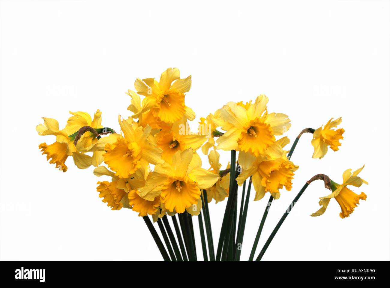 bunch of Daffodils on white background Stock Photo - Alamy
